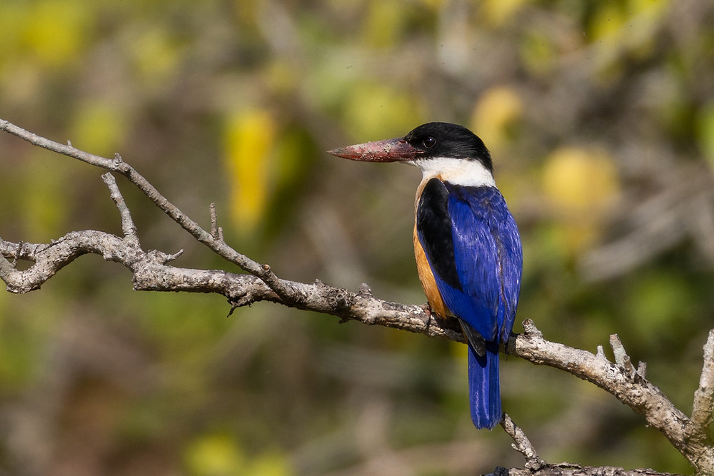 The black-capped kingfisher (Halcyon pileata)