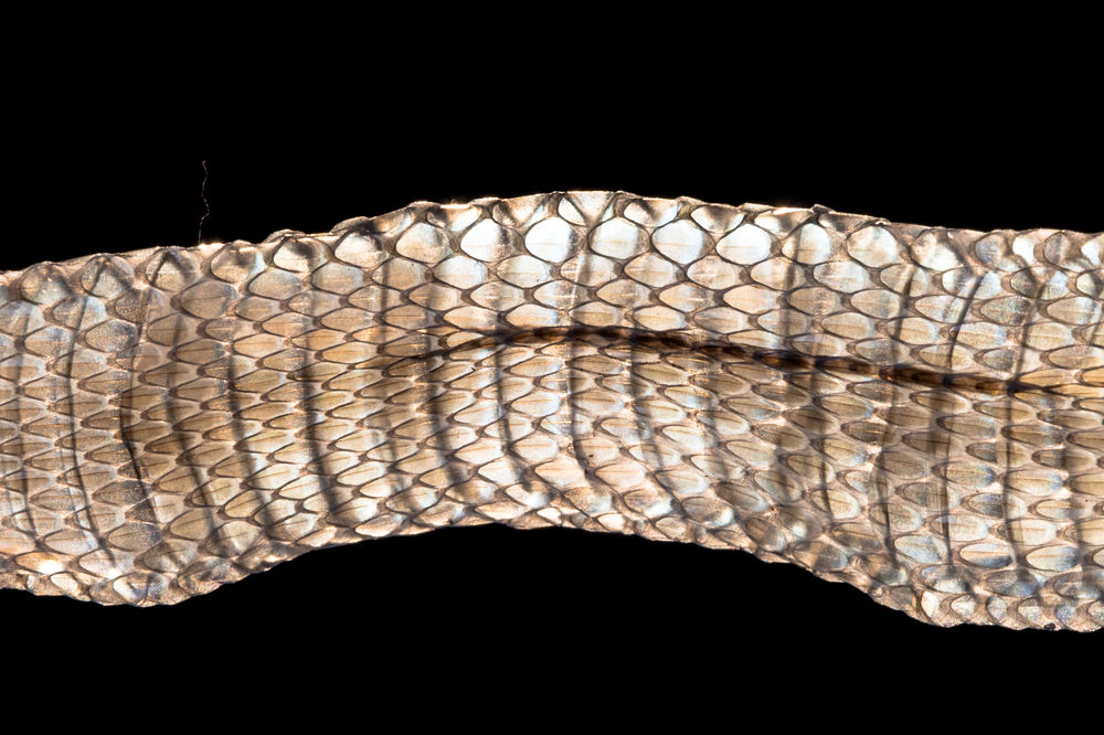 Why do snakes shed their skin?