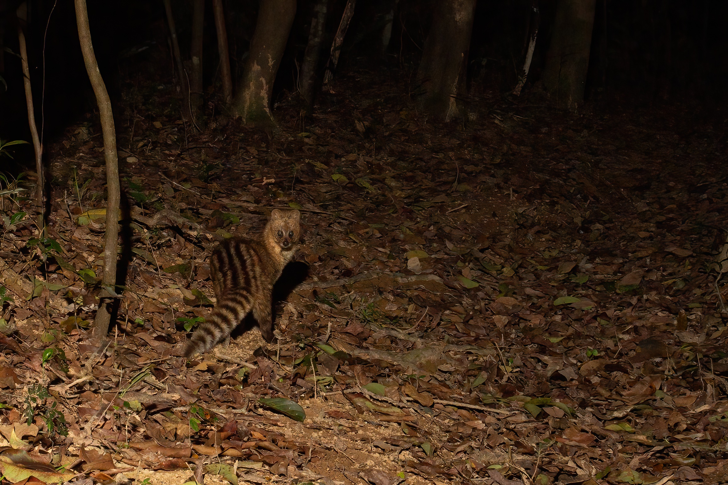 SMALL INDIAN CIVET (Viverricula indica taivana)