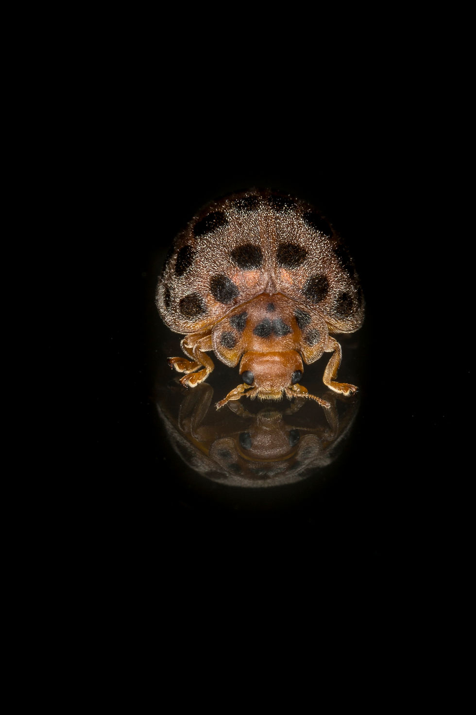 A ladybird with a dark side....