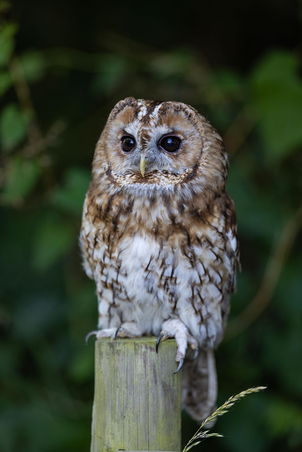 The tawny owl