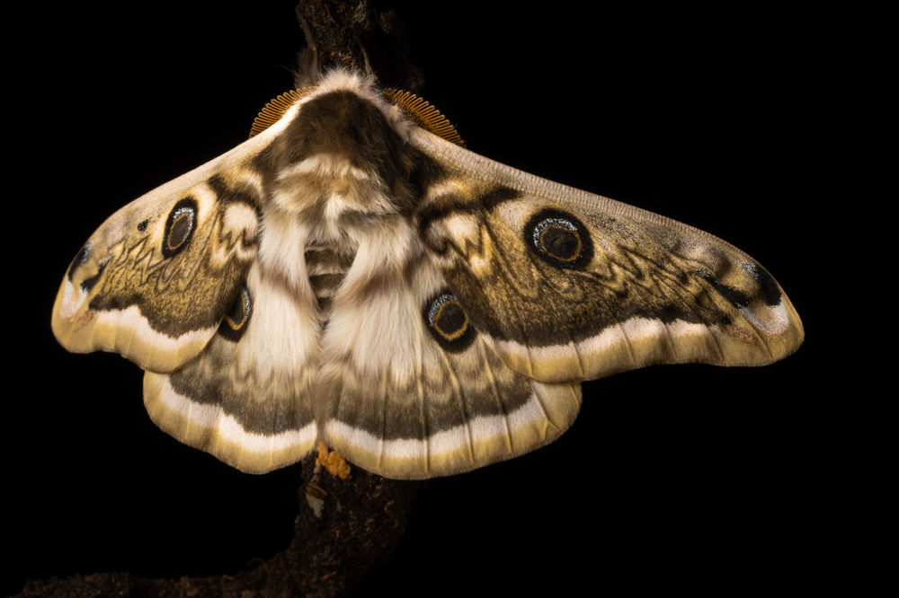 THE INDIAN SILK MOTH AKA GIANT SILKWORMMOTH AKA FISH-LINE SILKWORM ...