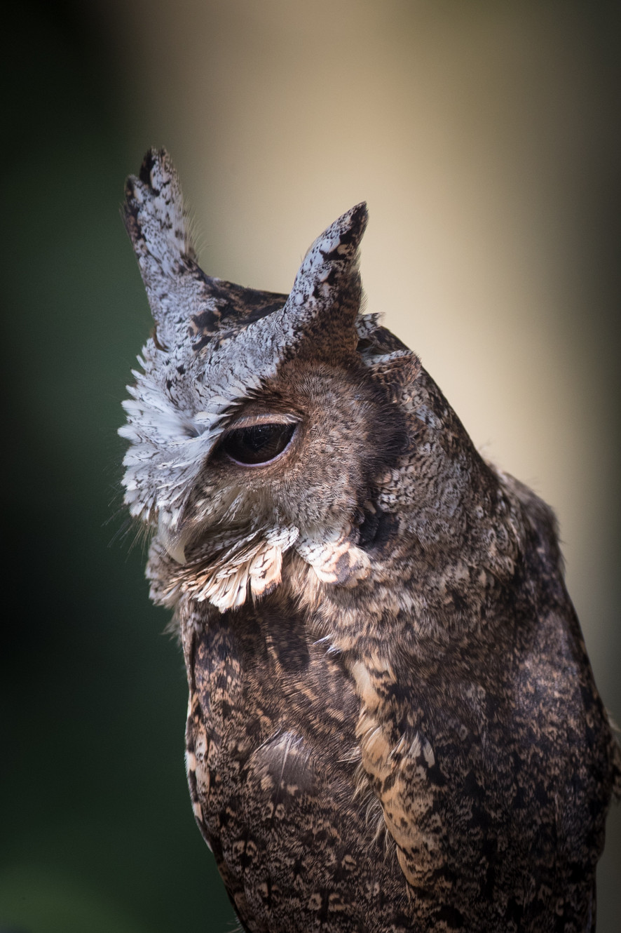 The Scops Owl