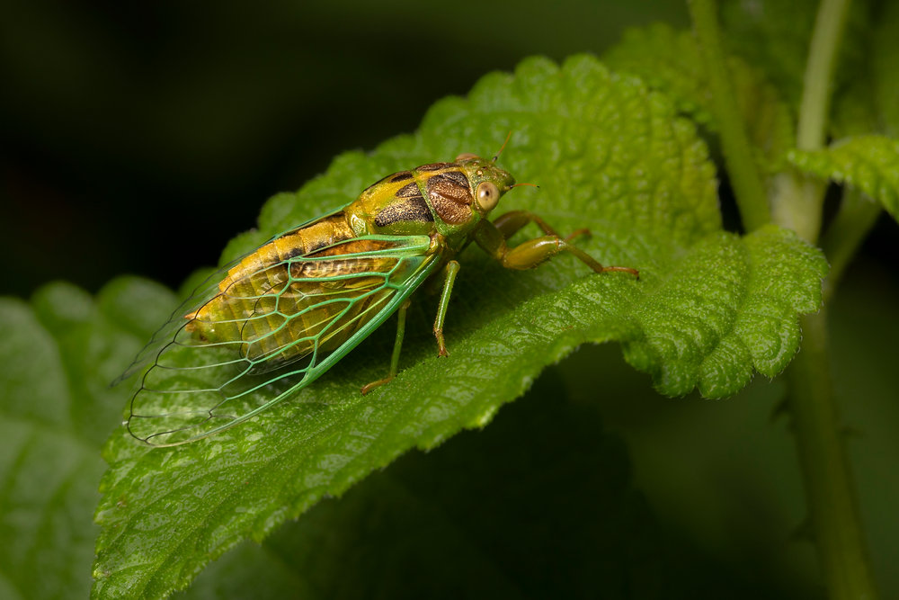 The peaceful Cicada