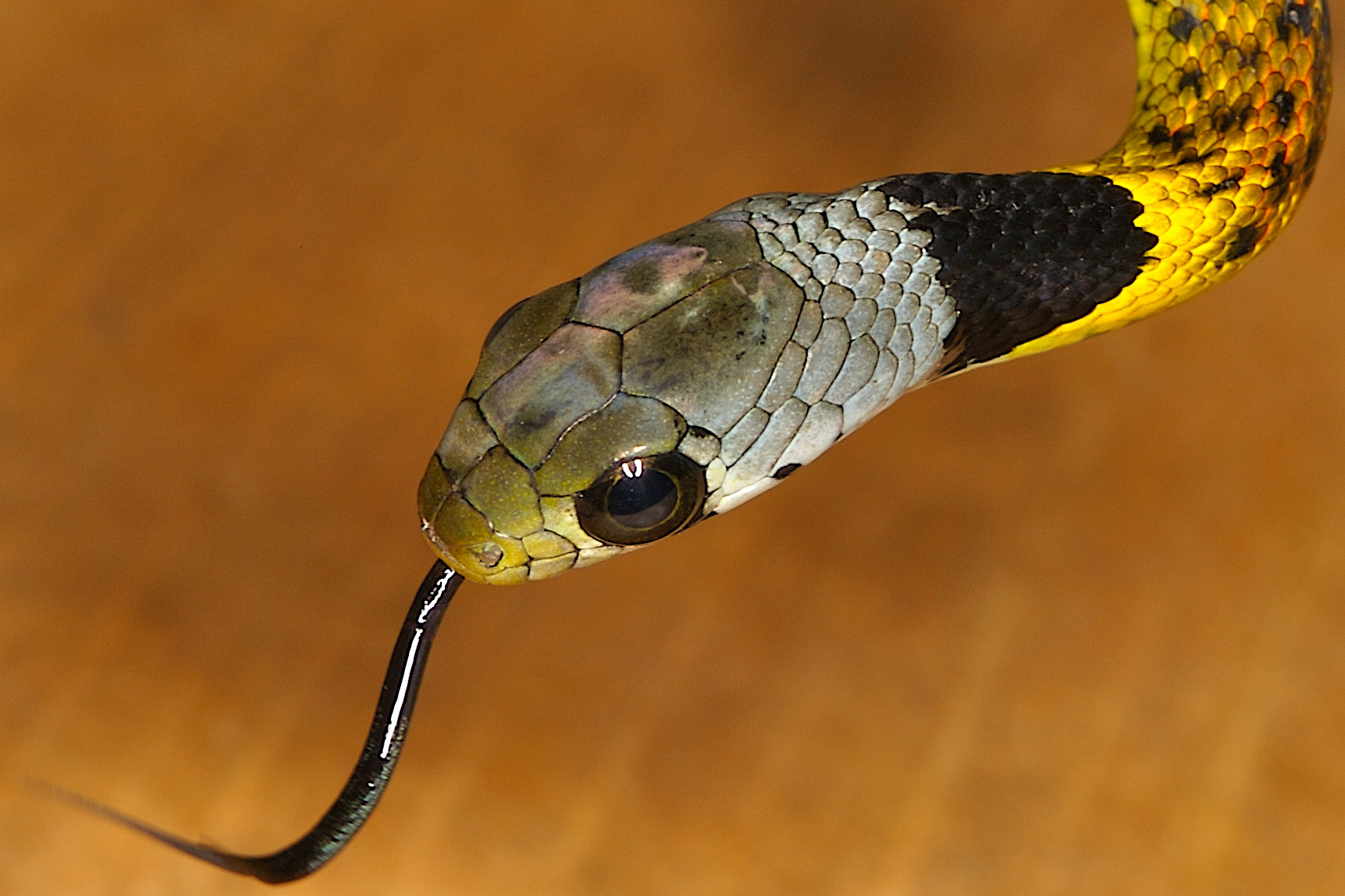 The beautiful red-necked keelback. | Nature & Wildlife | WildCreatures ...
