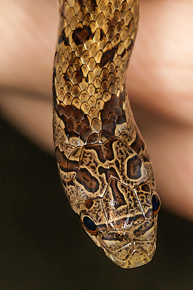 Teeth Like Knives - The Taiwan Kukri snake in Hong Kong