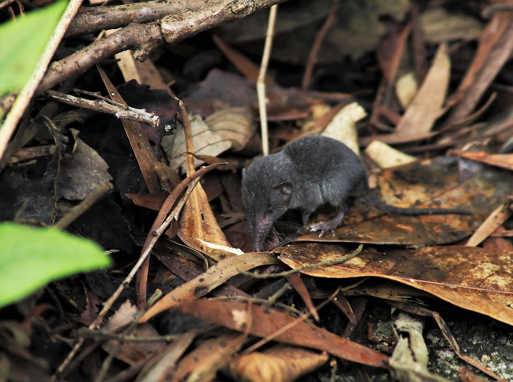 The Grey Shrew - Crocidura attenuata