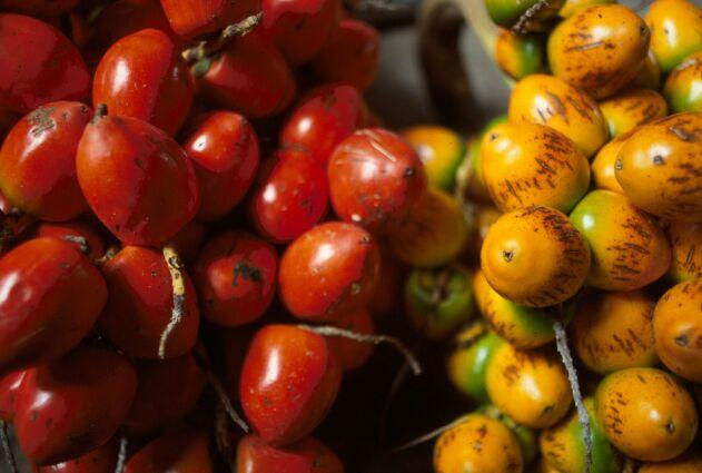 Pejibaye - One of Costa Rica’s must-try Ingredients