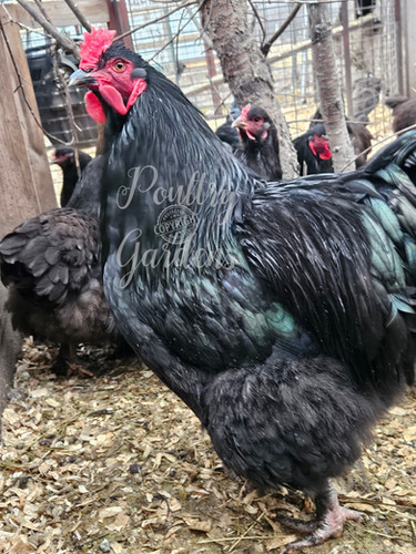 RARE CHOCOLATE BRAHMA - COLOR PROJECT | Poultry Gardens