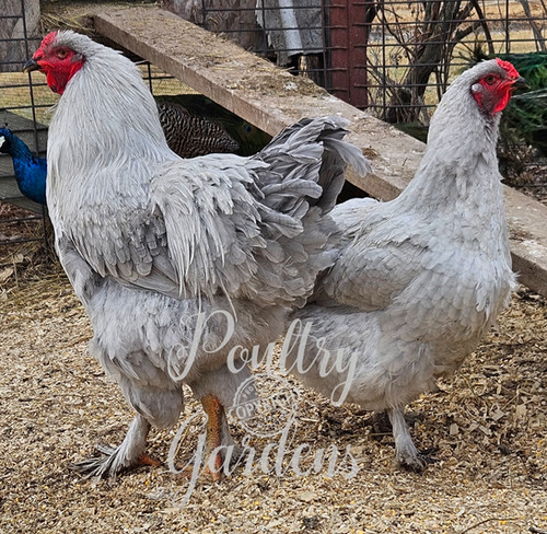 Lavender Brahma Chicks - PREORDER SALE | Poultry Gardens