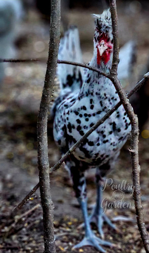 Silver Spangled Appenzeller Spitzhauben - 2026 PRE-ORDER | Poultry Gardens