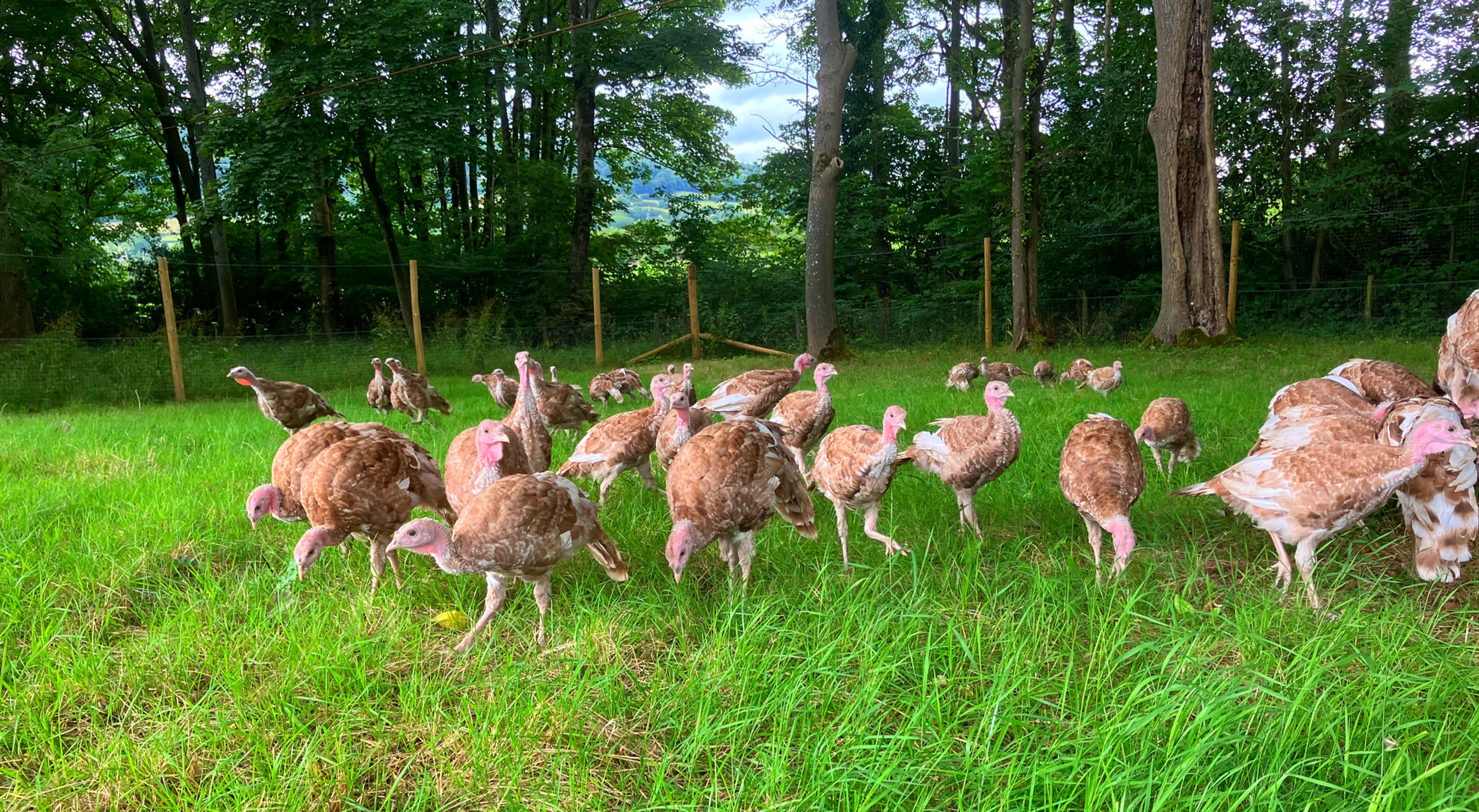Turkey Poults | Callenders Farm