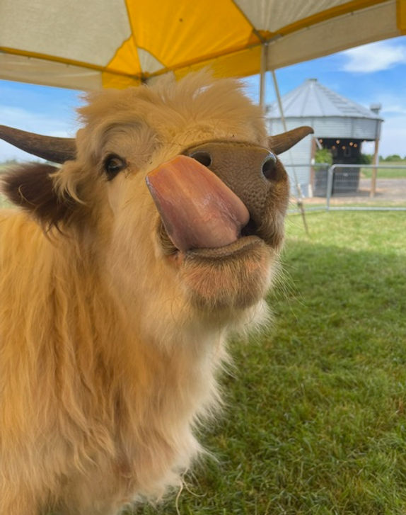 Jersey Ranch Mini Moos | cow cuddles jersey ridge ranch mini farm zoo ...