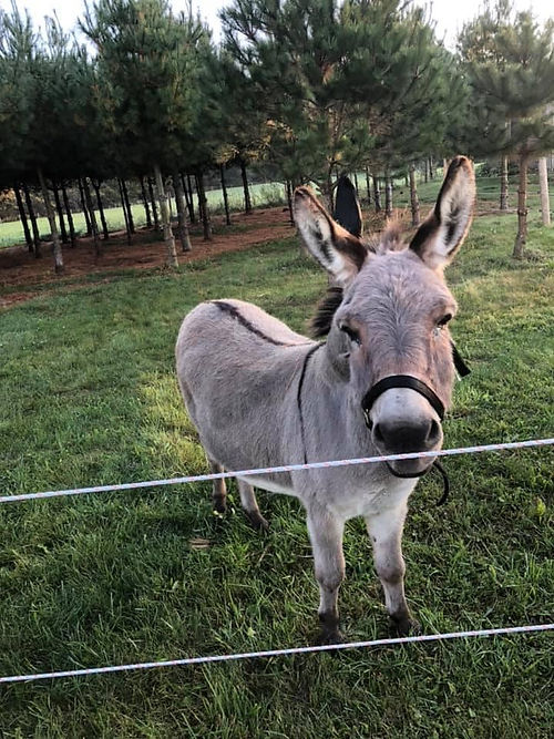 Book Online JRRs Mini Moos book-online-jrrs-mini-moos