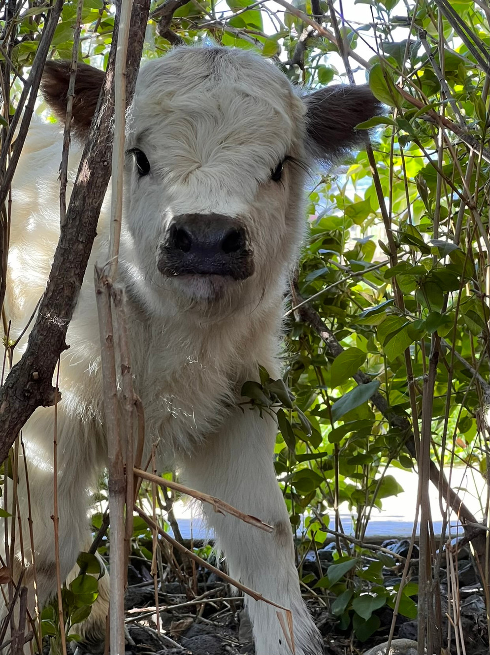 HOME | JRRs Mini Moos