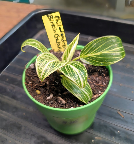 Philodendron Birkin Galaxy | Grow Veggie Plants