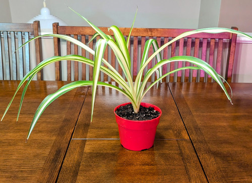 Spider Plant | Grow Veggie Plants