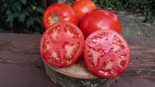 Wisconsin 55 Tomato: 15 Seeds | Grow Veggie Plants
