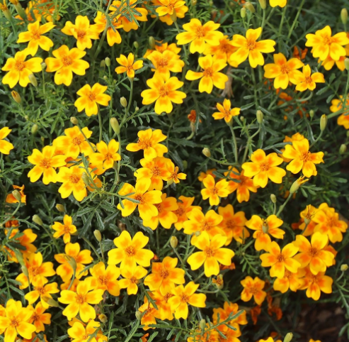 Signet Golden Gem Marigold: 100 Seeds | Grow Veggie Plants