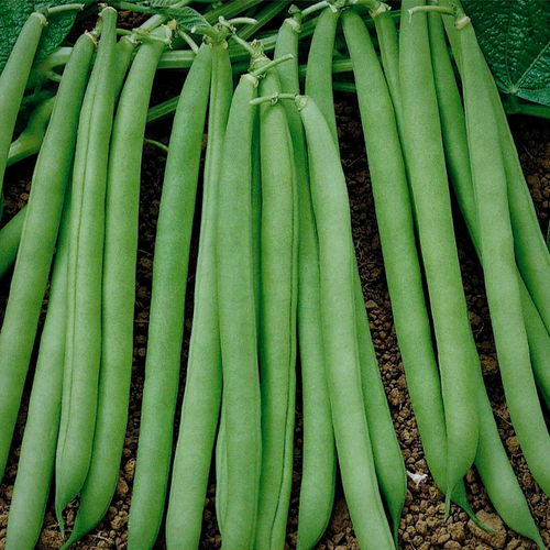Contender Green Bean: 30 Seeds | Grow Veggie Plants