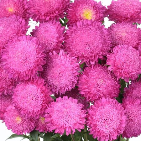 Bonita Pink Aster Seeds | Grow Veggie Plants