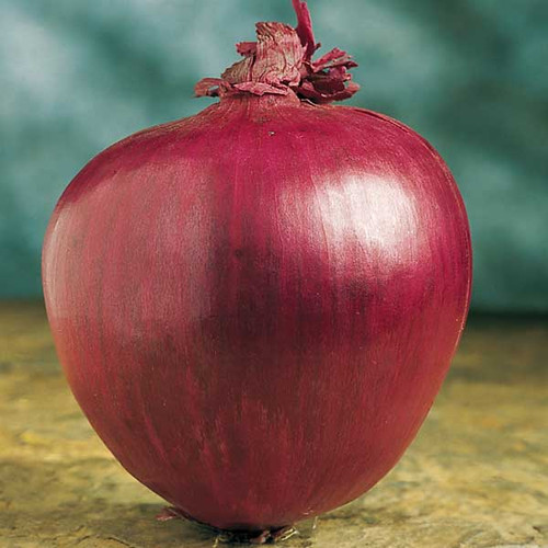 Red Wing Onion: 100 Seeds | Grow Veggie Plants