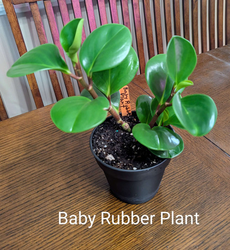 Peperomia Baby Rubber Plant | Grow Veggie Plants