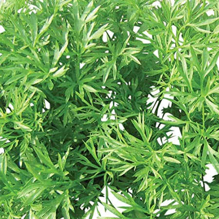 Confetti Cilantro - 100 Seeds | Grow Veggie Plants