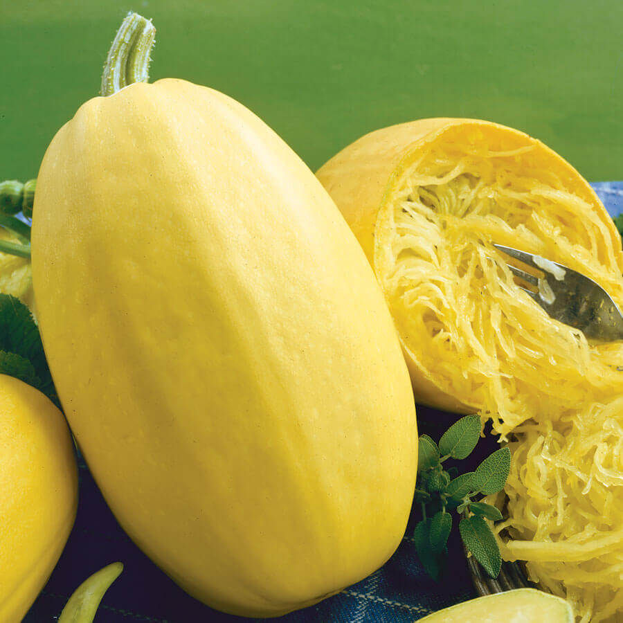Vegetable Spaghetti Squash Seeds | Grow Veggie Plants