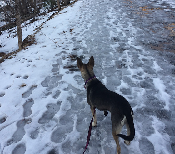 Surrendering A Dog What Does It Mean To Surrender A Dog?