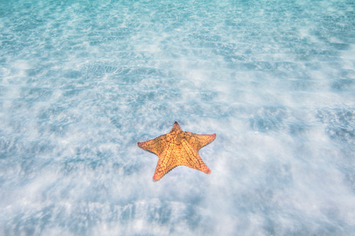 Shallow Star | photography