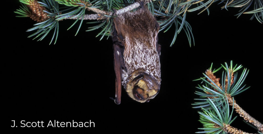 Community Resources/Discussion | PacWest Bat Hub