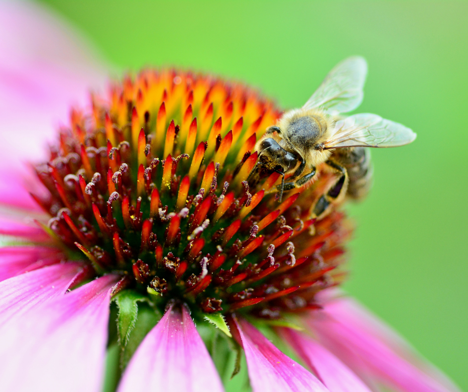 5 Ways To Encourage Insects Into Your Garden