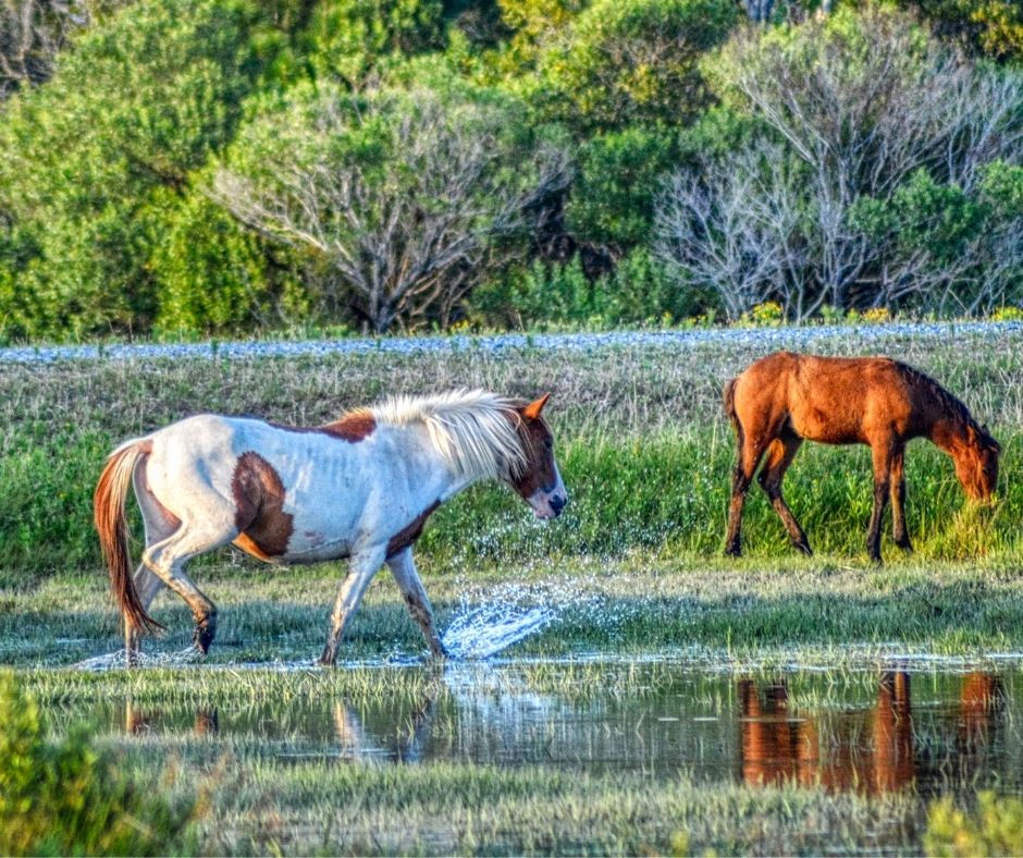 9 Things To Do At The Eastern Shore