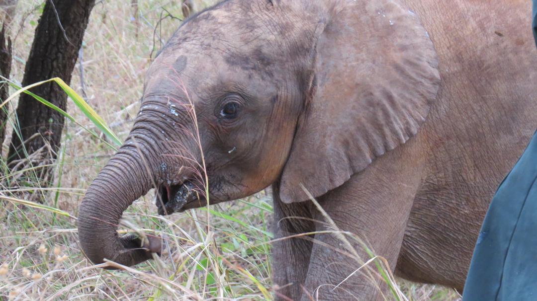 Olimba Mtima | Game Rangers Intern