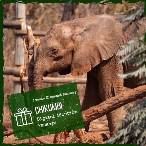 Chikumbi Digital Adoption Package | Game Rangers Intern