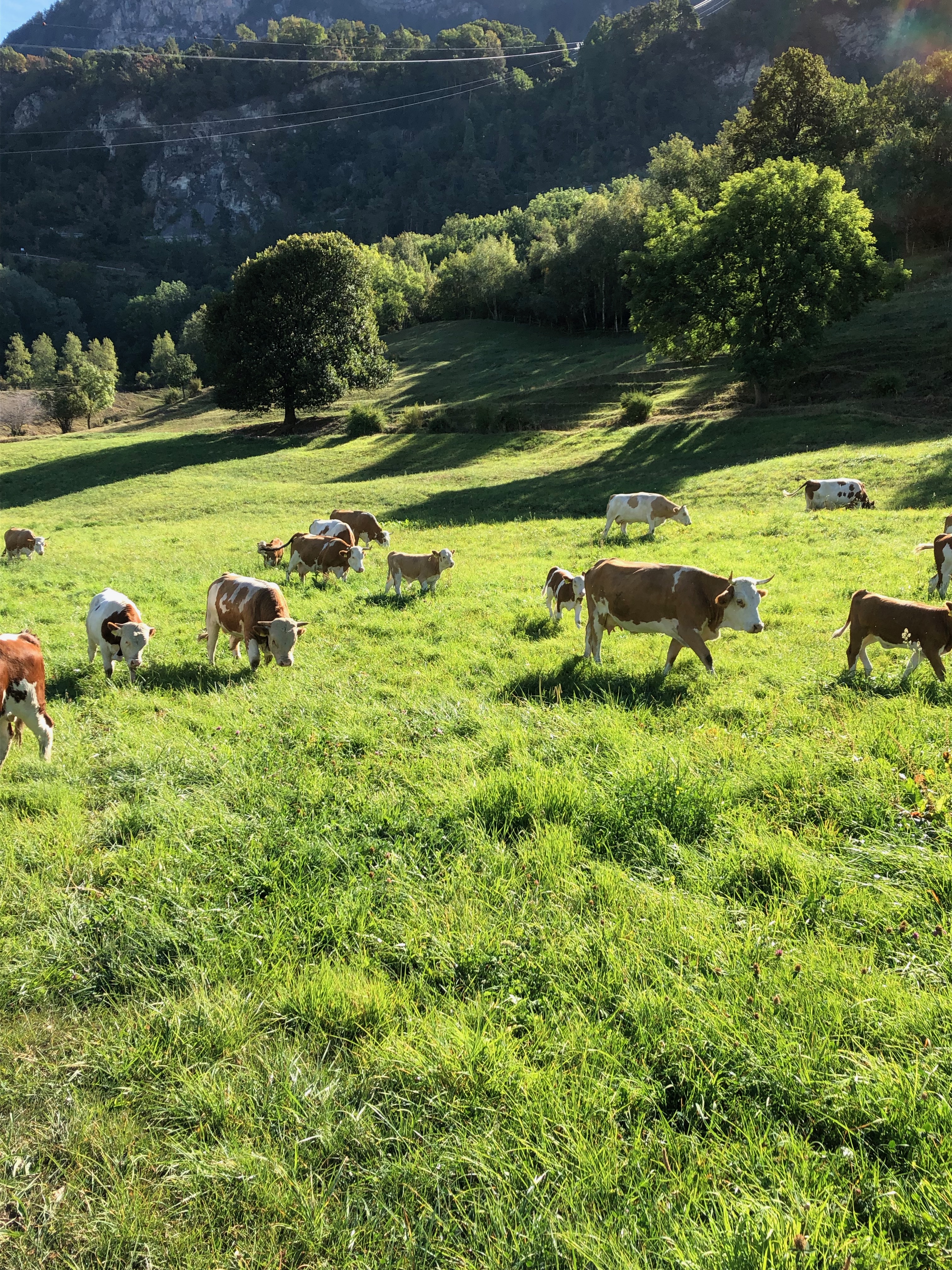 Vaches | accueil