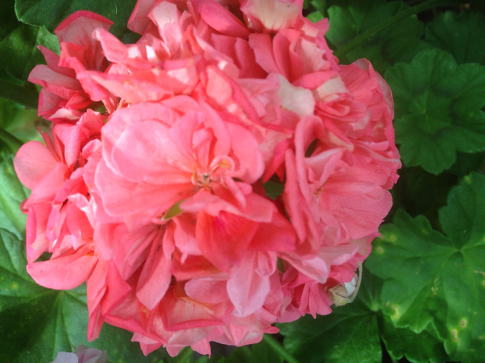 GALLERY | Aust Geraniums