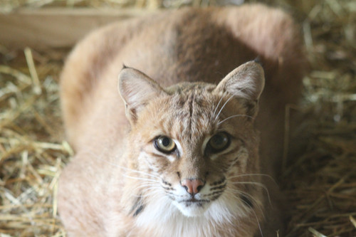 Wild Wings Mammal "Adoptions" | Wild Wings Inc