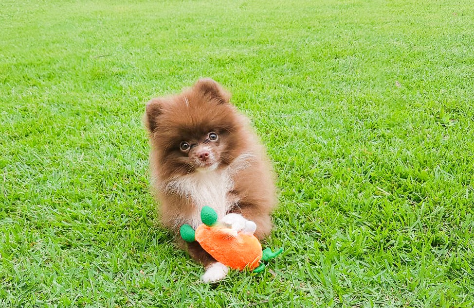 CEMEVE - Centro Especializado em Medicina Veterinária - Recife