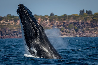 Whale Watching Bermagui | Eden | Narooma | Merimbula