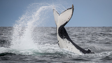 Whale Watching Bermagui | Eden | Narooma | Merimbula