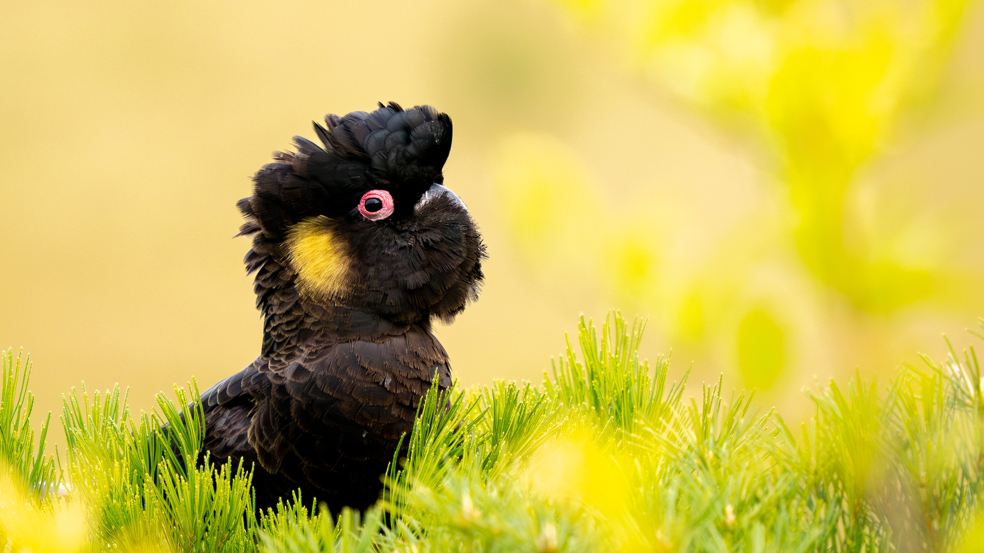 Flying Parrot Photography | Bird and Nature Photography | Sapphire ...