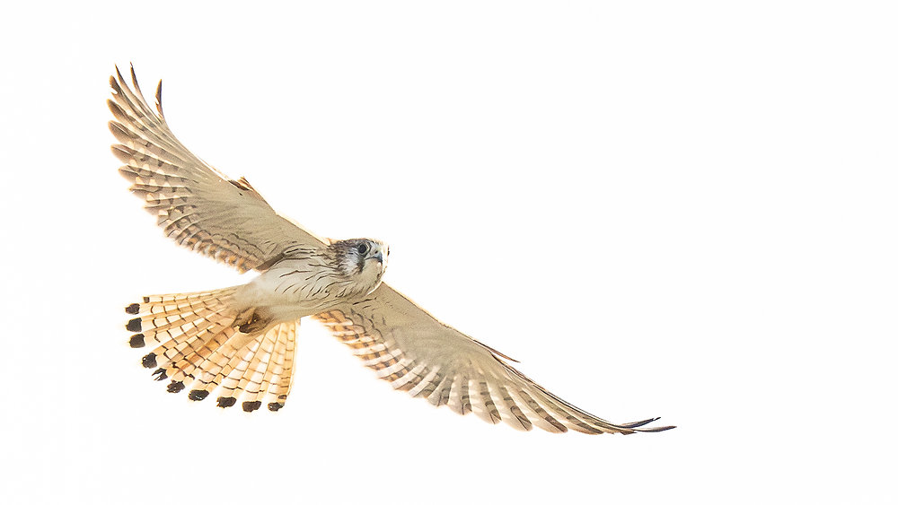 Step-by-step: Creating 'High Key' Photography