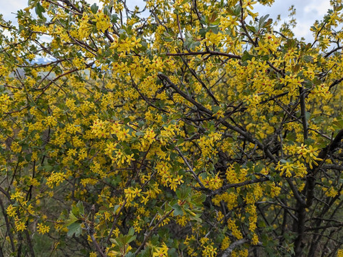 golden currant | Pipilo Native Plants
