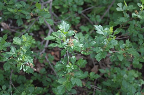 three-leaf sumac | Pipilo Native Plants