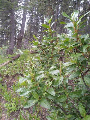 russet buffaloberry | Pipilo Native Plants