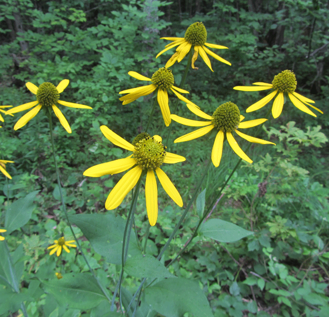 cutleaf coneflower | Pipilo Native Plants