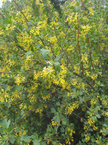 golden currant | Pipilo Native Plants