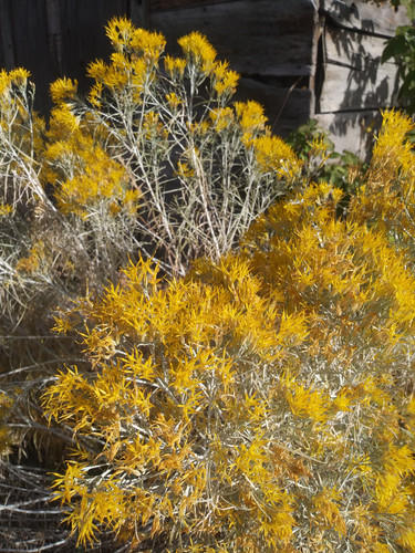 rubber rabbitbrush | Pipilo Native Plants